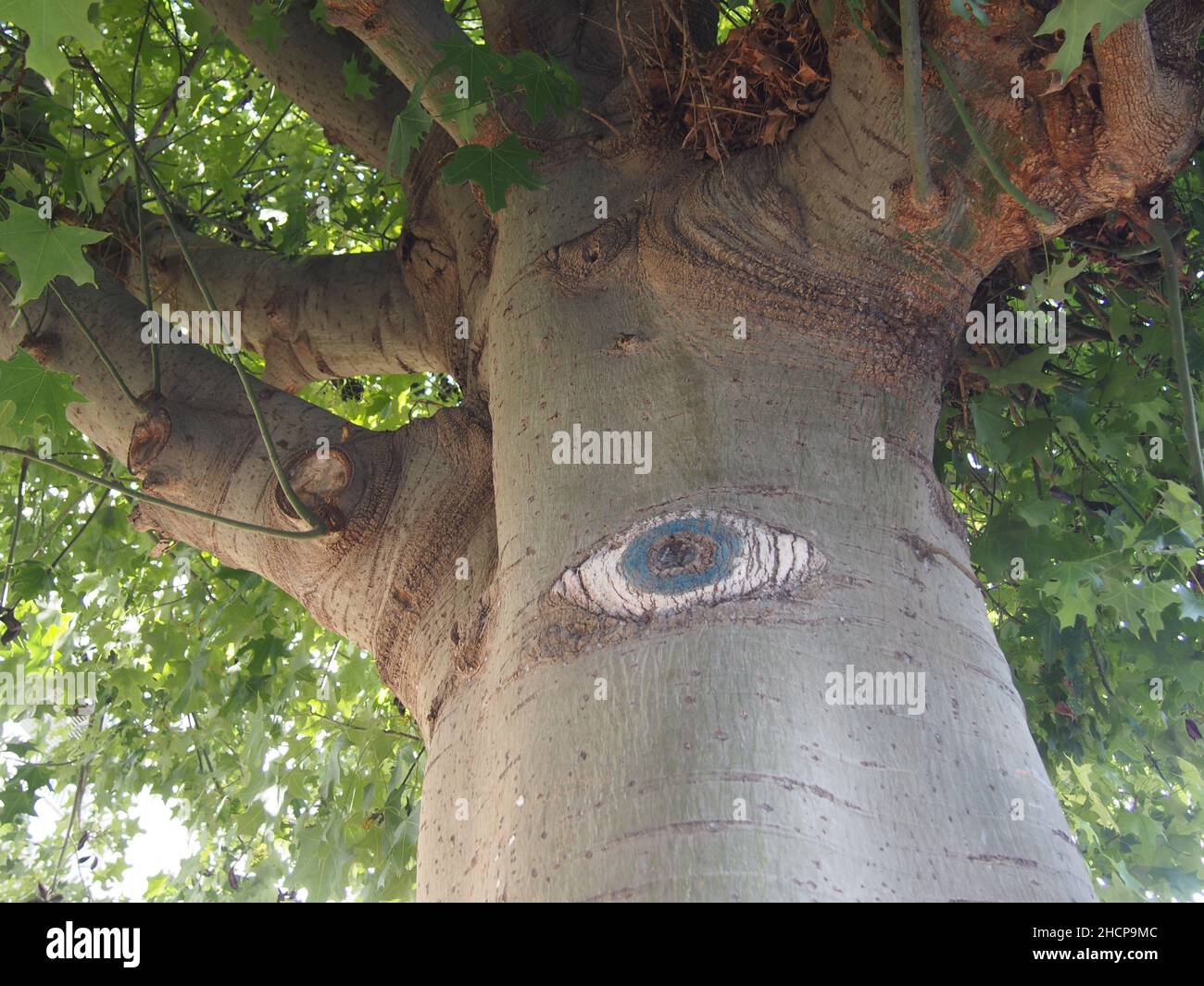 A tree with a painted eye (Queensland lacebark Stock Photo - Alamy