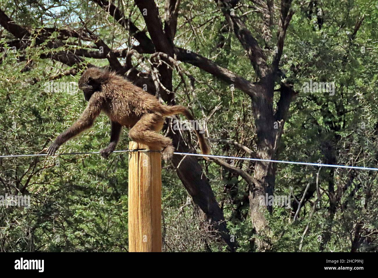 Chacma Baboon (Papio ursinus) in the scrublands around Mountain Zebra ...