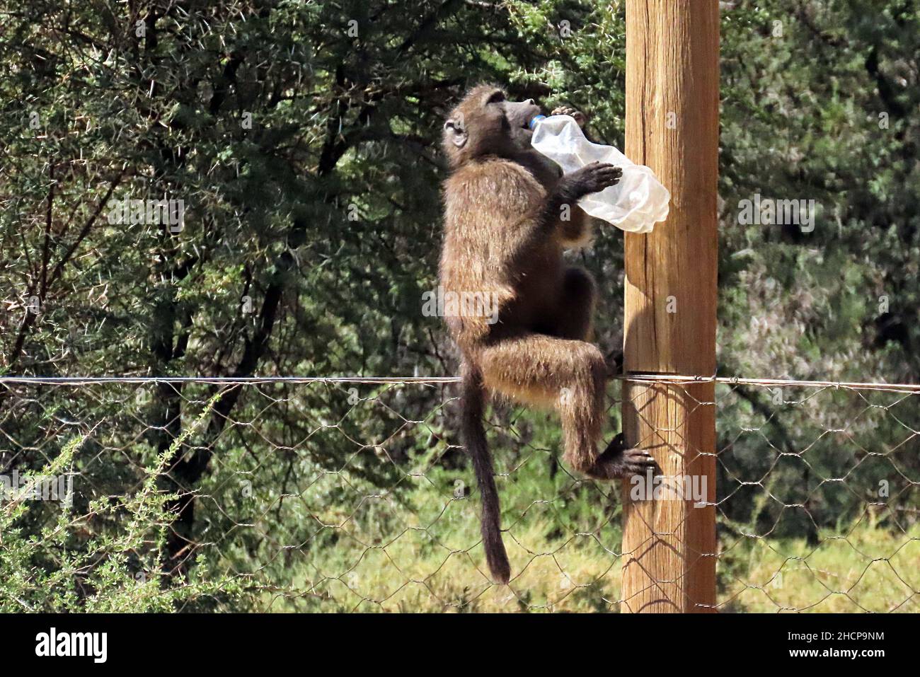 Chacma Baboon (Papio ursinus) with a plastic bottle in the scrublands ...