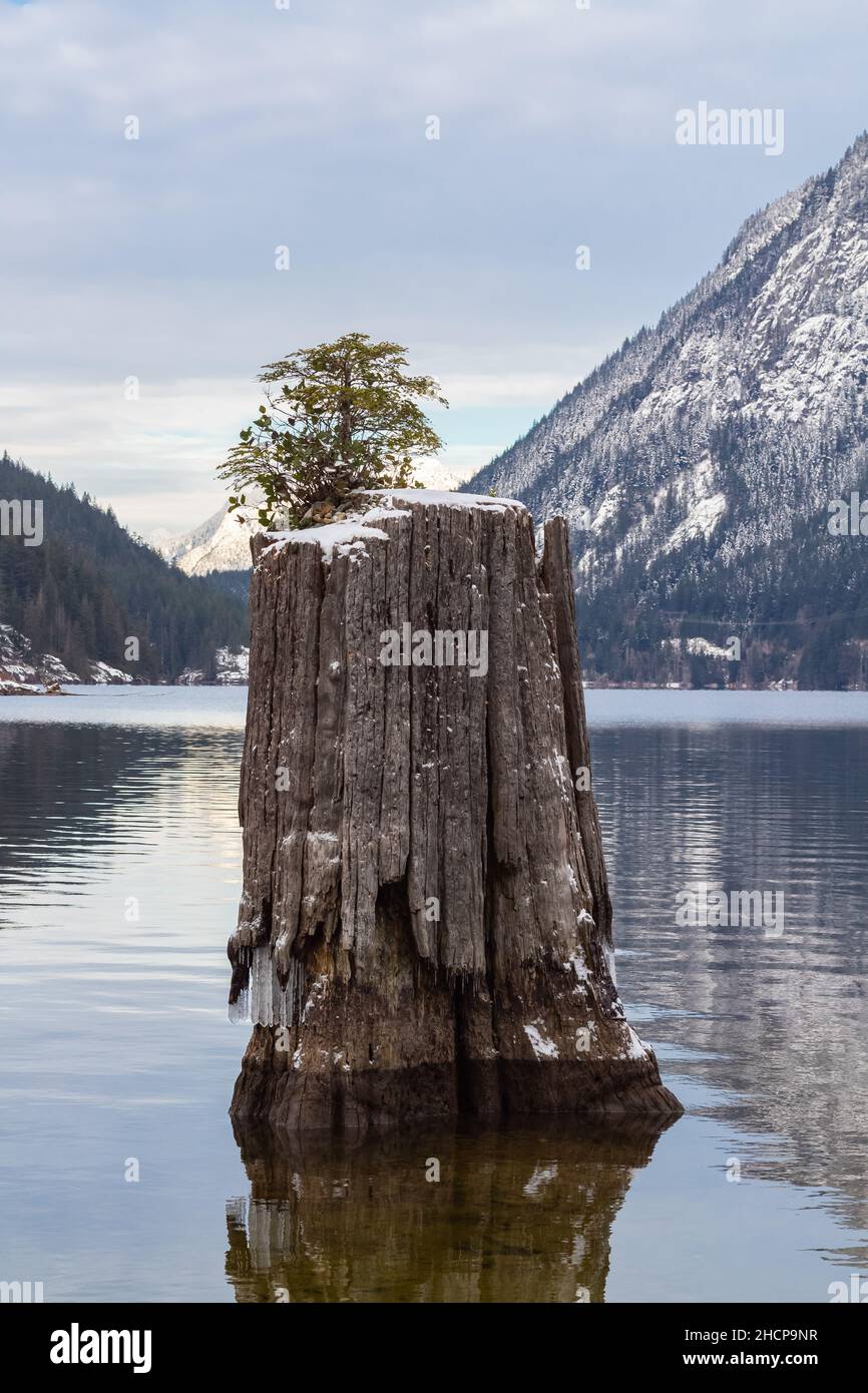 A small tree grows against the odds setting roots up alone in the ...