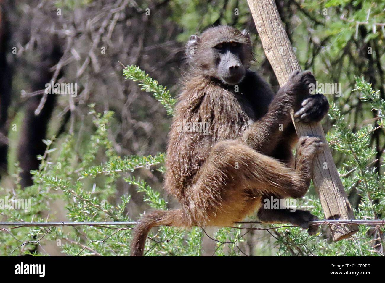Chacma Baboon (Papio ursinus) in the scrublands around Mountain Zebra ...