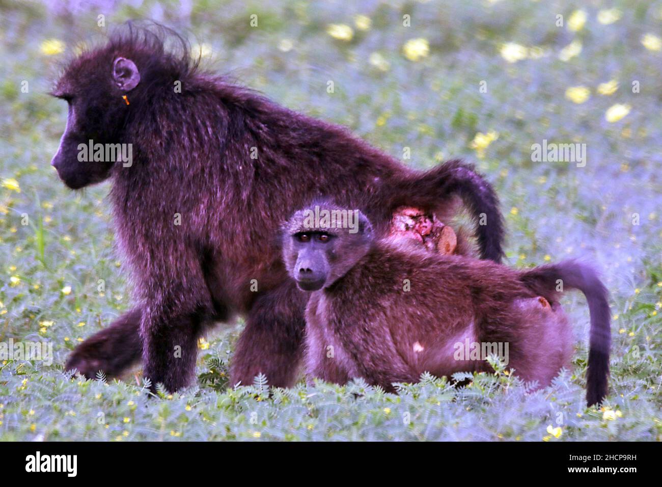Chacma Baboon (Papio ursinus) in the scrublands around Mountain Zebra ...
