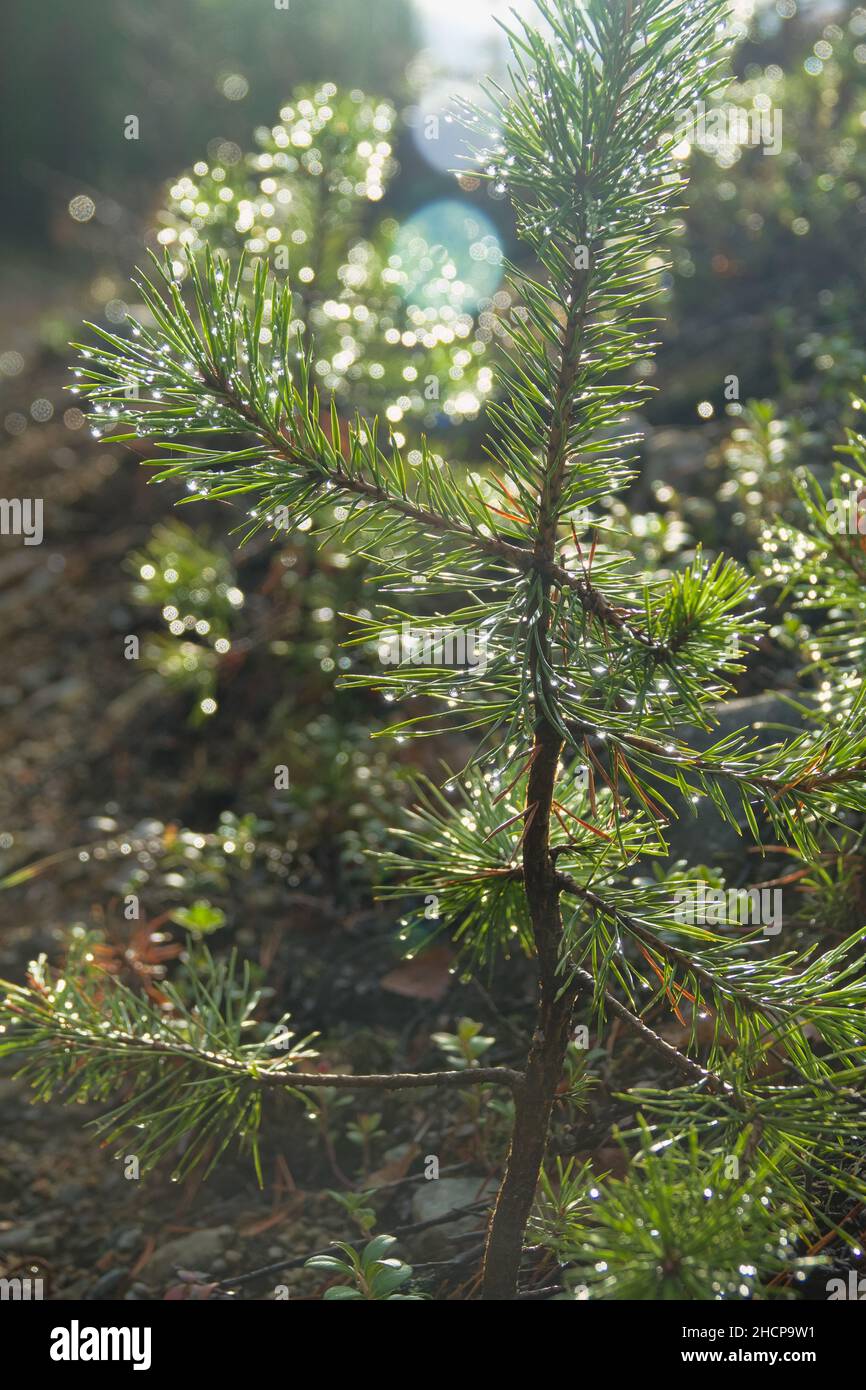 Sylvicultutree crop system hi-res stock photography and images - Alamy