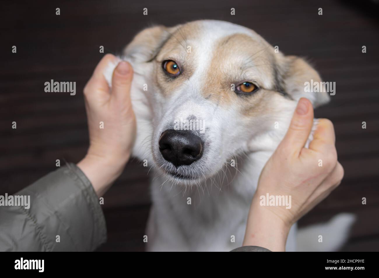 Nice portrait of mixed breed dog that master hands shows very fat ...