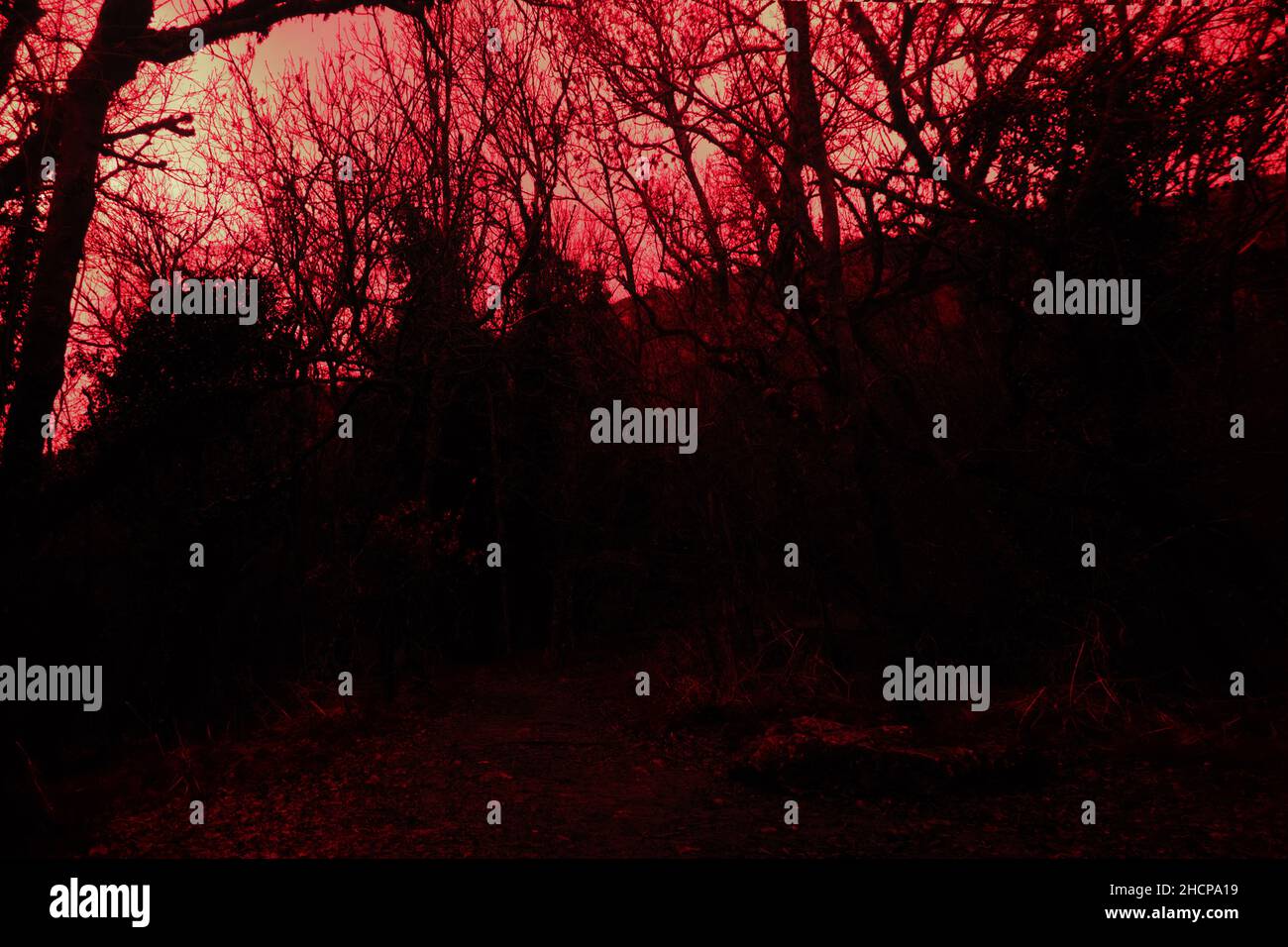 Twilight in winter forest (twilight is gathering), the dark path ...