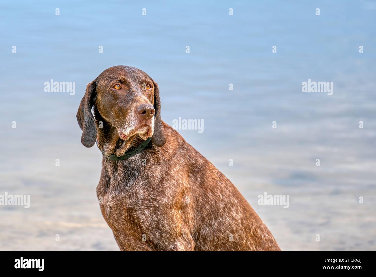 Detailed headshot of a German Shorthaired Pointer, GSP dog sitting on ...