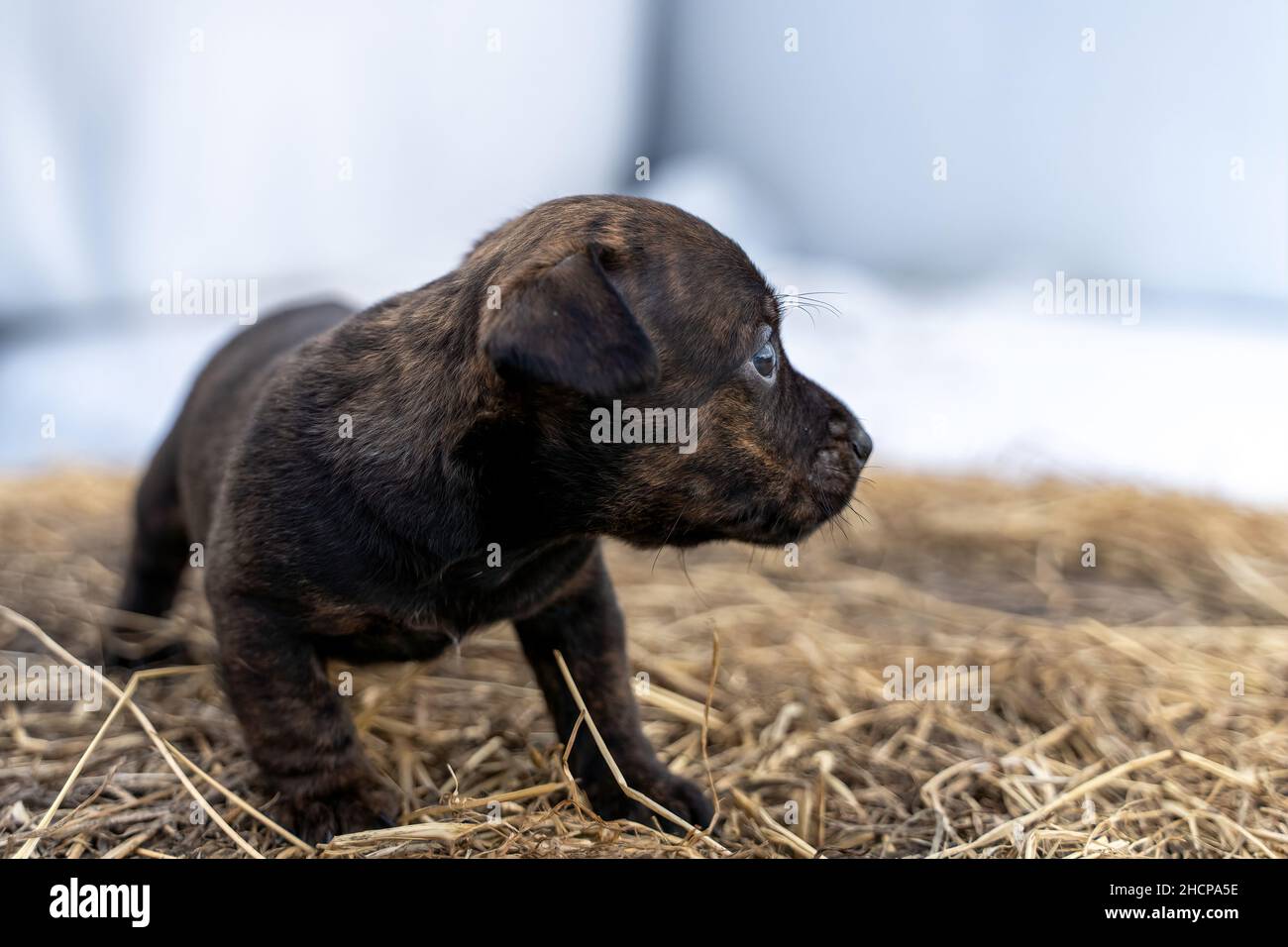 One month old brindle Jack Russell stands on a pack of hay. Out for the ...
