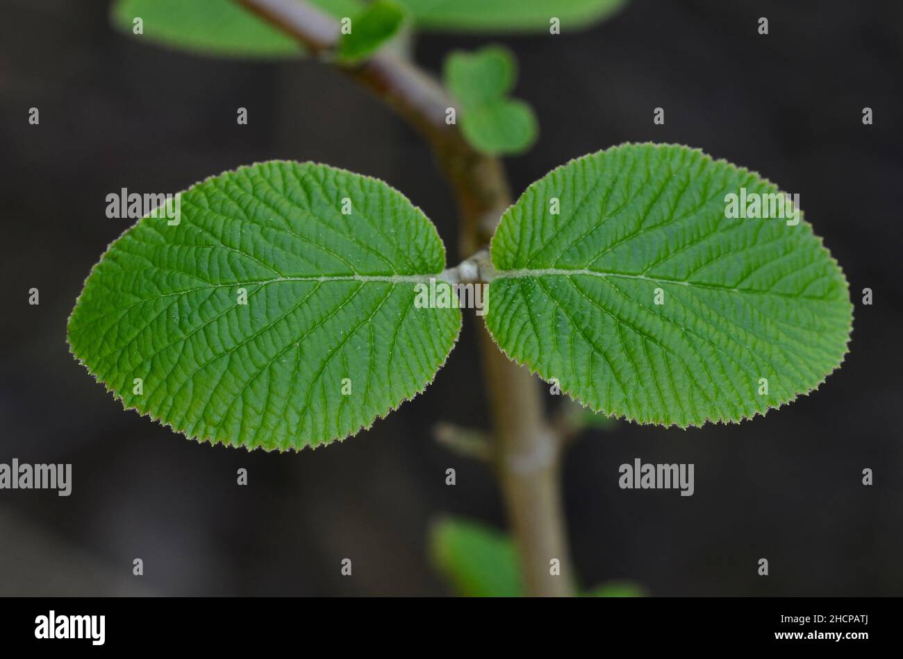 Wayfaring Tree Uk High Resolution Stock Photography and Images - Alamy