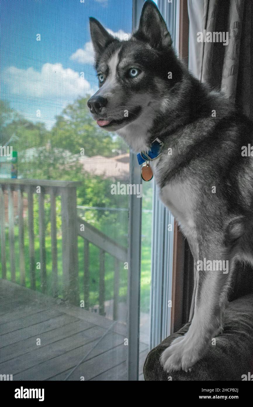 Vertical shot cute husky hi-res stock photography and images - Alamy