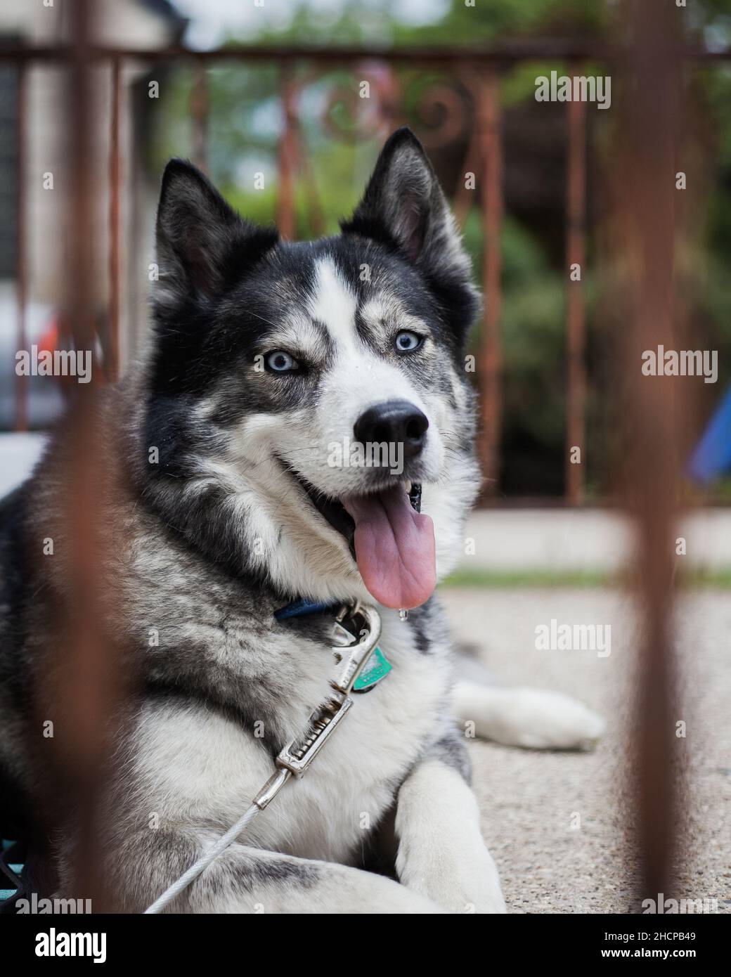 Vertical shot of a cute husky with blue eyes outdoors Stock Photo - Alamy
