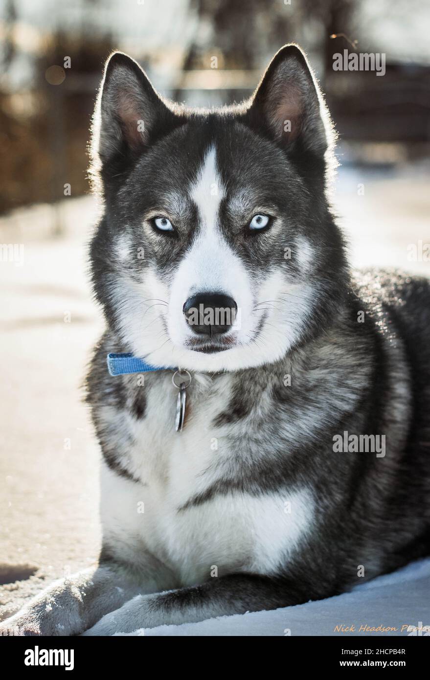 Vertical shot of a cute husky with blue eyes outdoors Stock Photo - Alamy