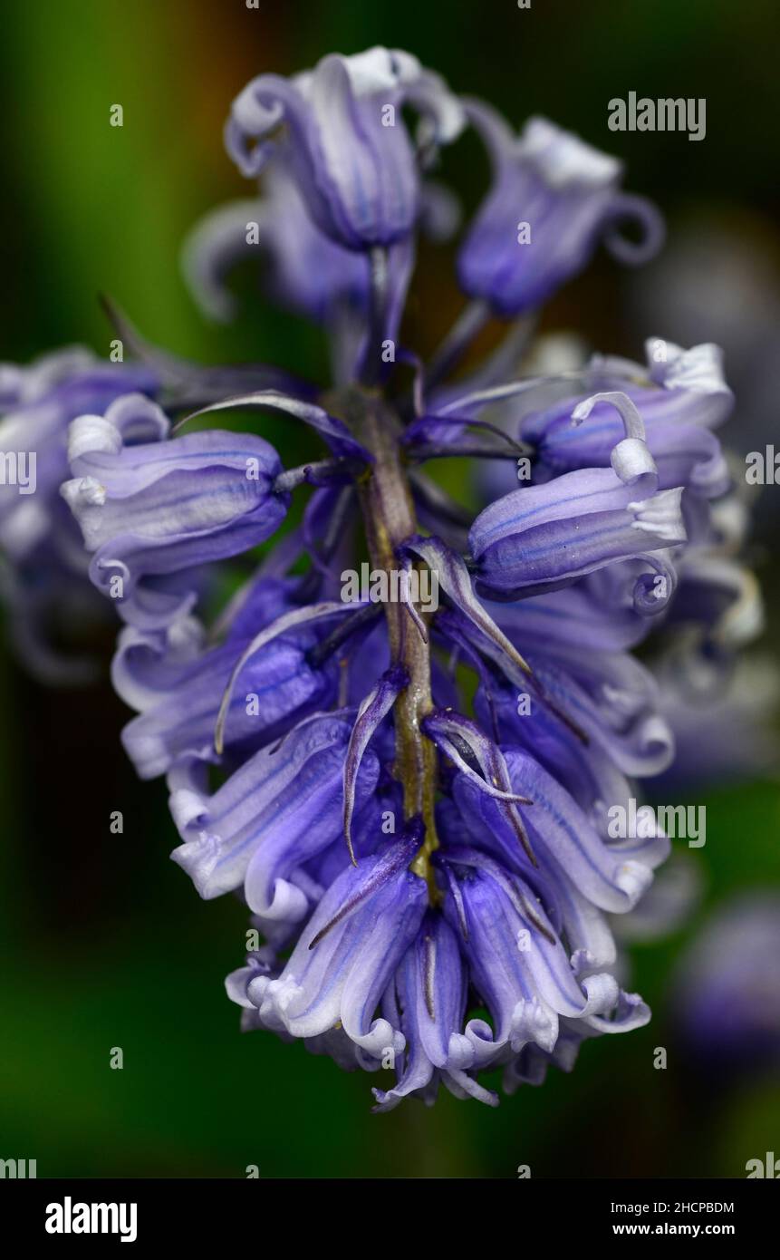 Close-up portrait of native English bluebell. Dorset, UK April 2019 ...