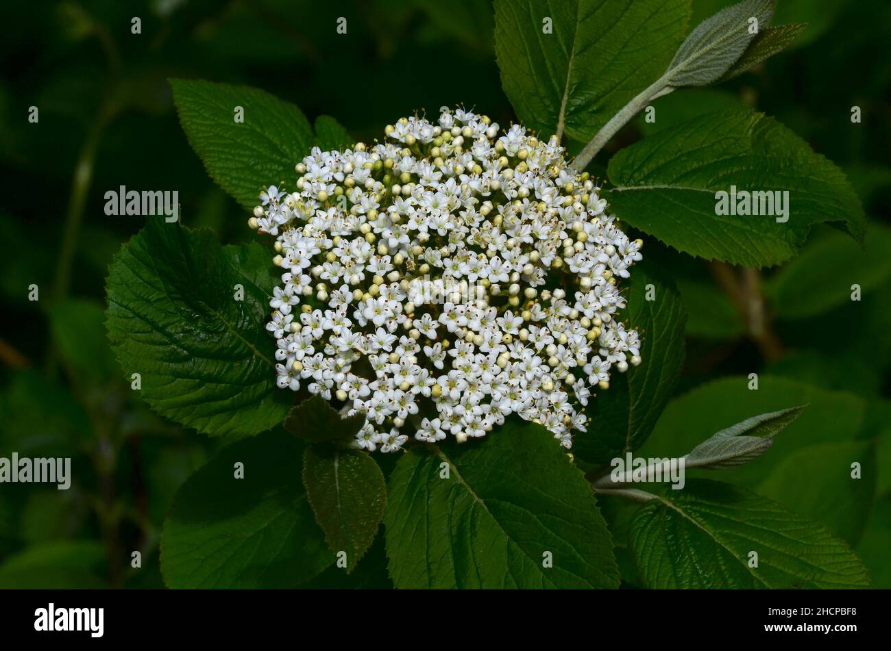 wayfaring tree blossom in flower Stock Photo - Alamy