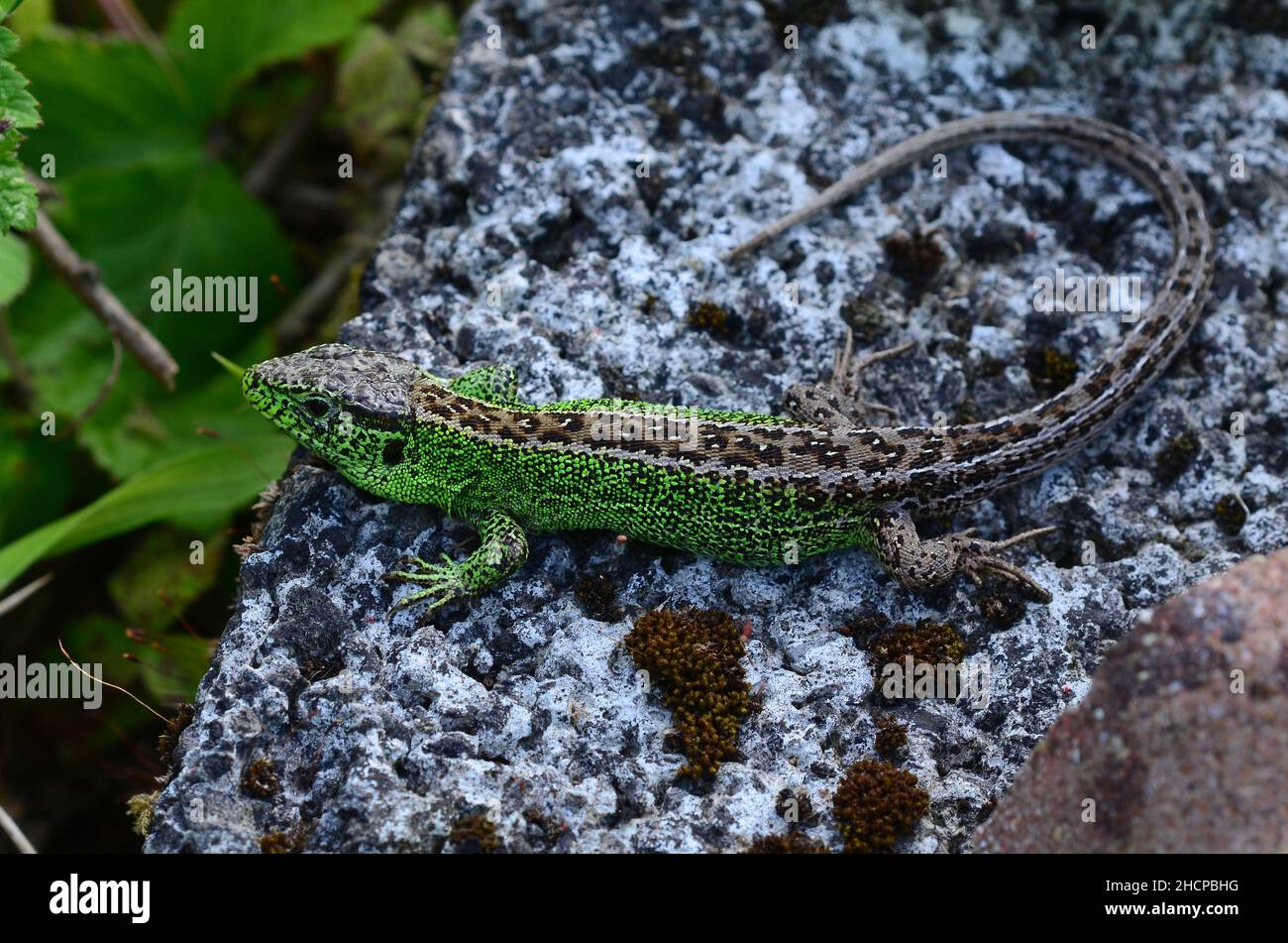 Izard portrait hi-res stock photography and images - Alamy