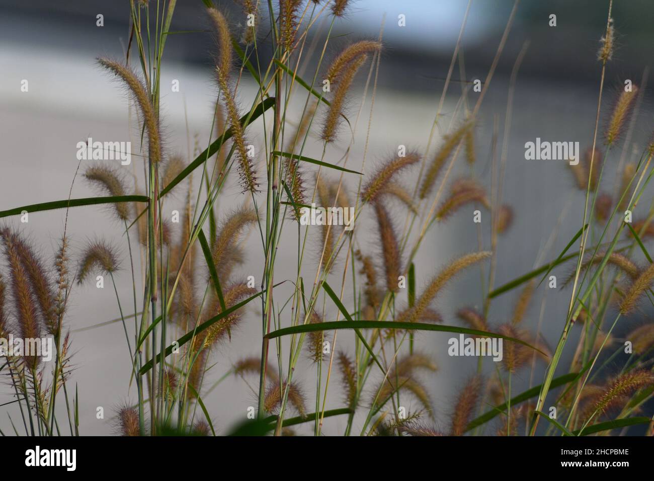 flowers of long green grass Stock Photo - Alamy