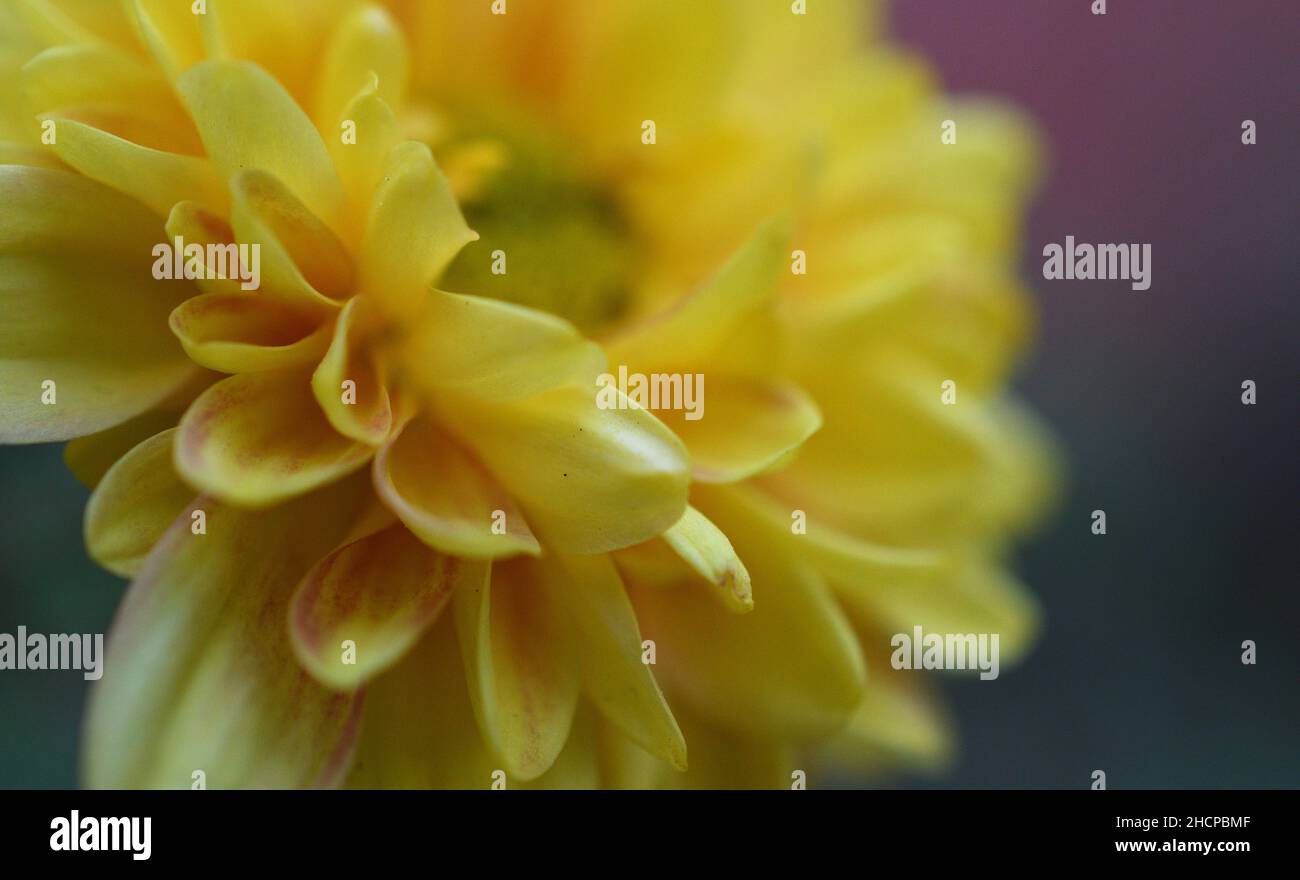 Dissolves petals hi-res stock photography and images - Alamy