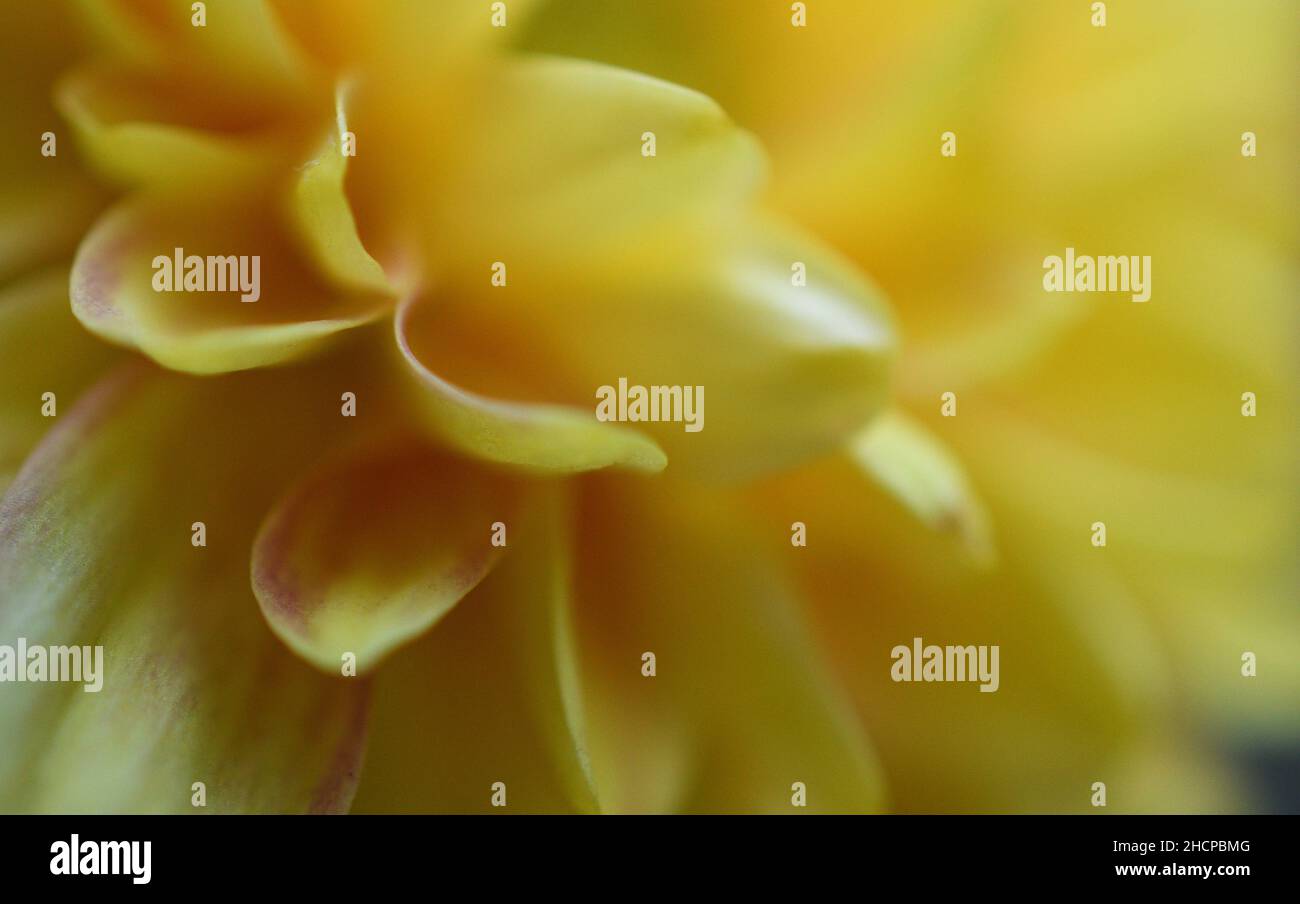 dissolving color of a yellow flower Stock Photo - Alamy
