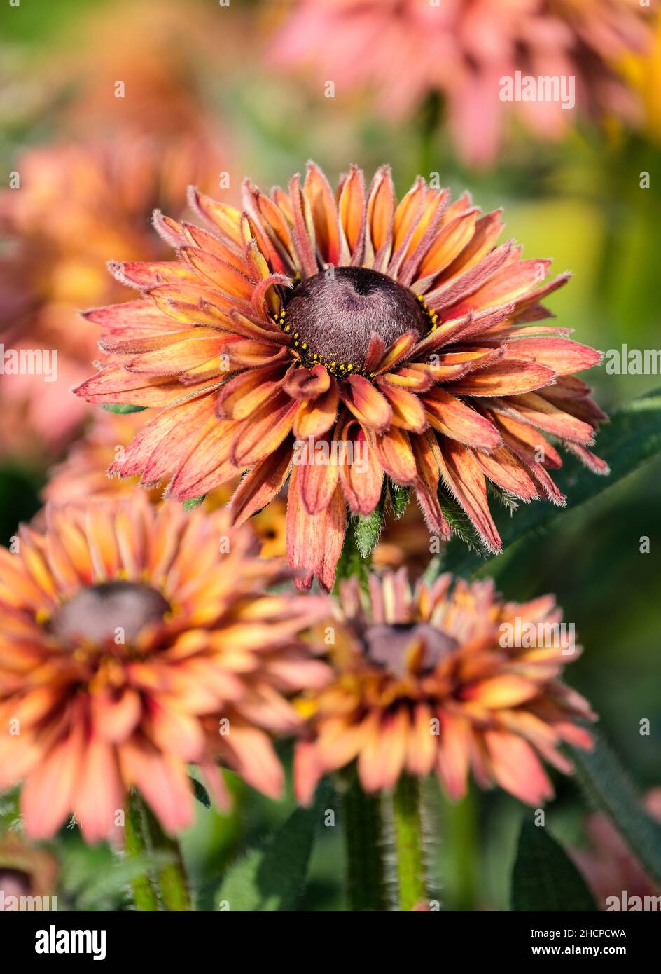 Rudbeckia 'Flamenco Dark Orange', Black-eyed Susan 'Flamenco Dark ...