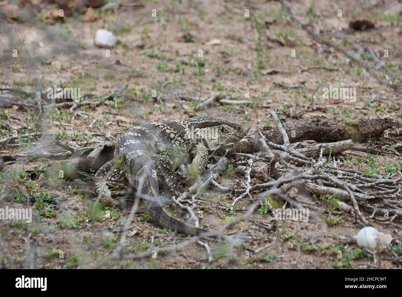 Monitor lizard, a large lizards in the genus Varanus, crawling through ...