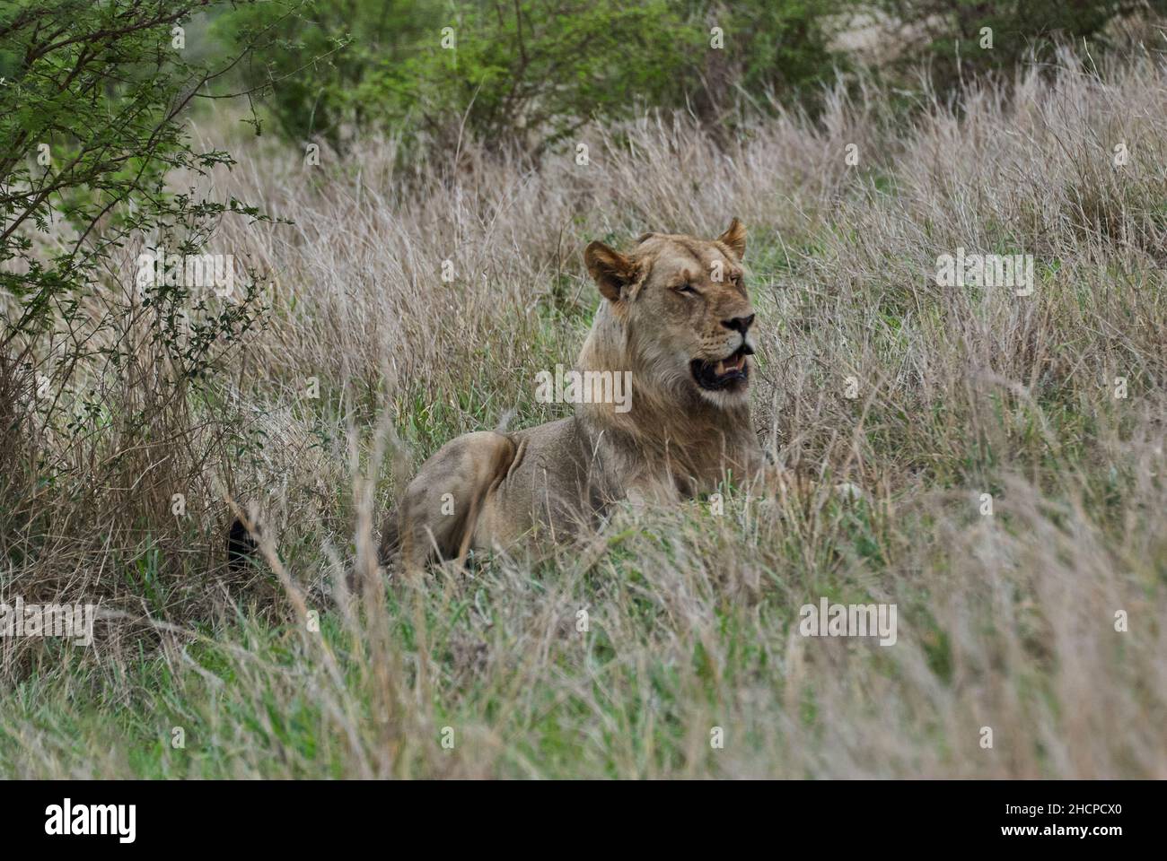 African Lion in its natural habitat in the bush Stock Photo - Alamy