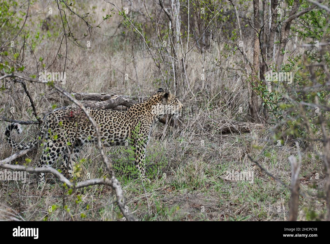 heaviliy wounded female leopard, Panthera pardus, stalking injured ...