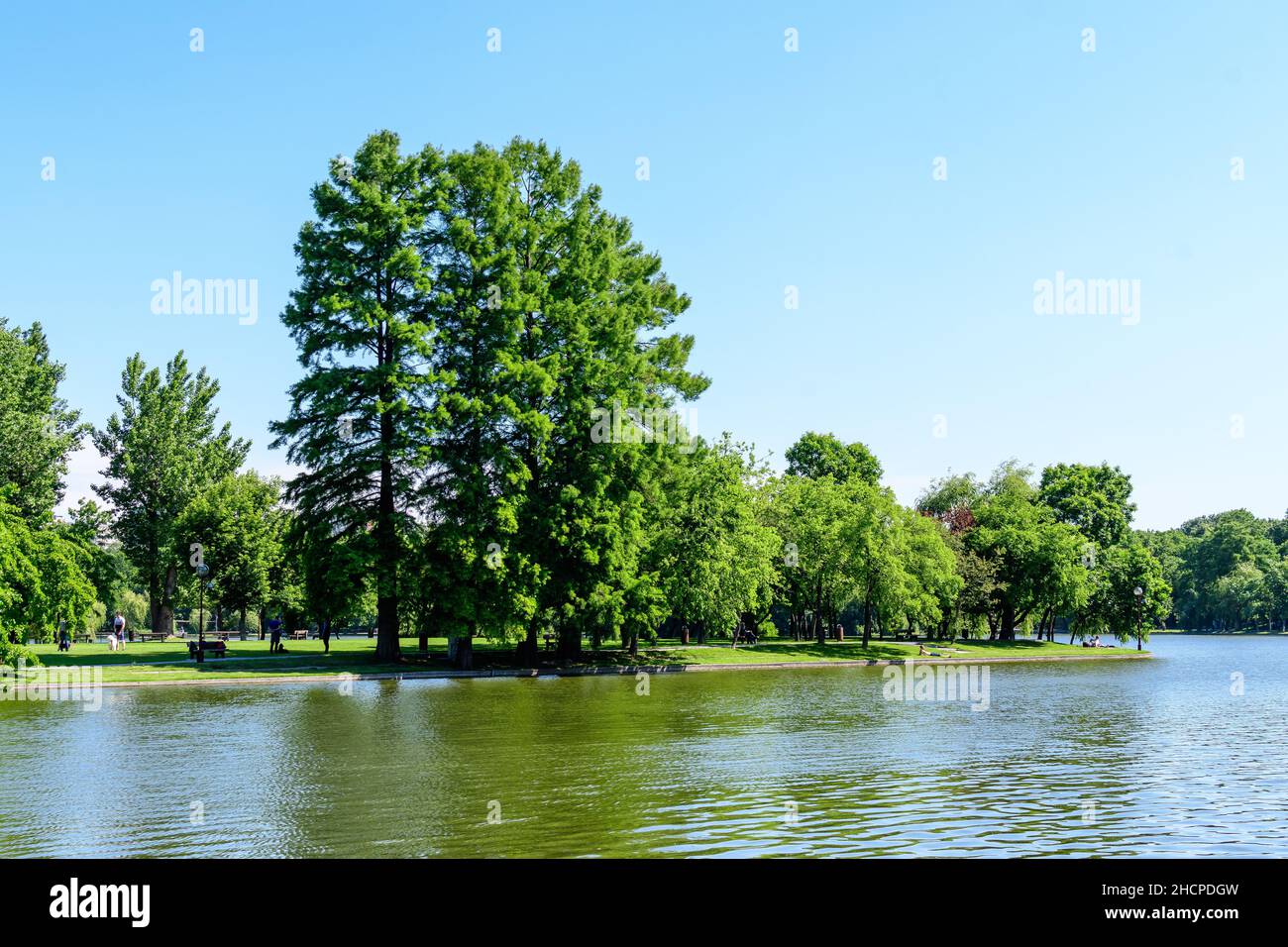 Summer landscape with water, trees and birds in Alexandru Ioan Cuza ...