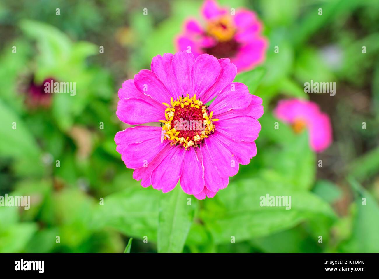 Close up of one beautiful large pink magenta zinnia flower in full ...