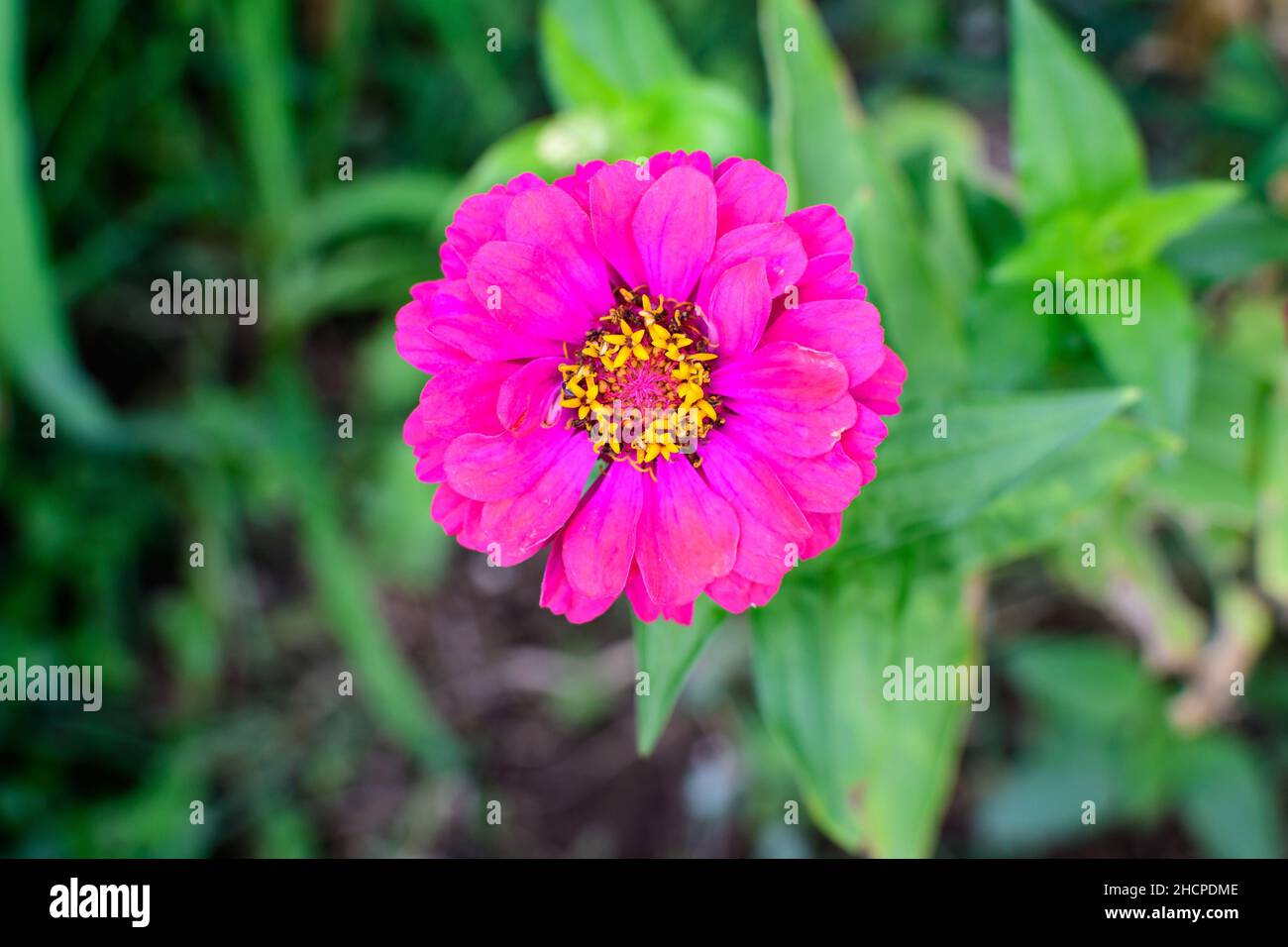 Close up of one beautiful large pink magenta zinnia flower in full ...