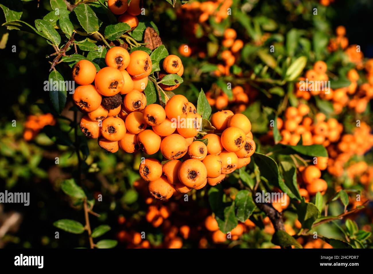 Small yellow and orange fruits or berries of Pyracantha plant, also ...