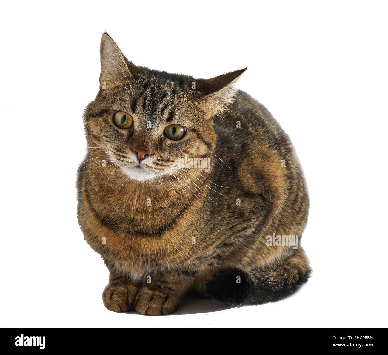 The cat is isolated on a white background. A young tortoiseshell cat is ...