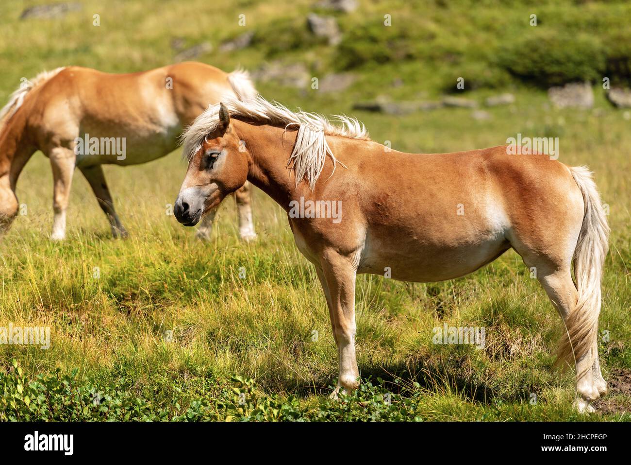 Brown and white wild horses in mountain. National Park of Adamello ...