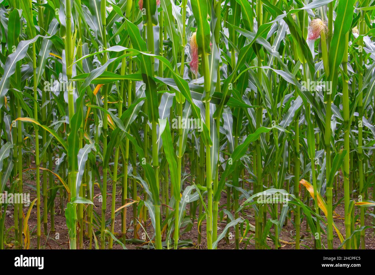 Crop vertical hi-res stock photography and images - Alamy