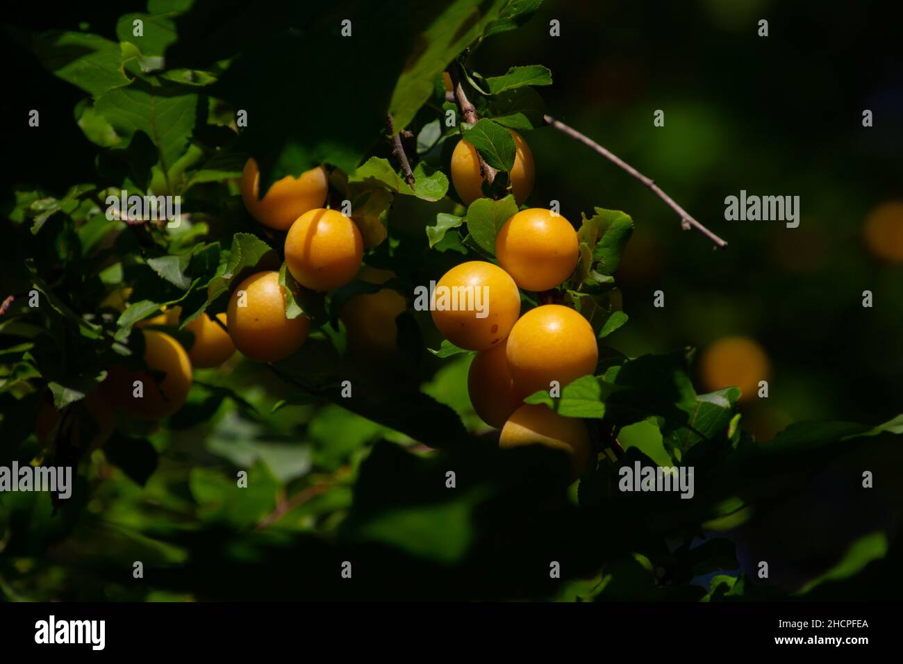 Close up of fresh yellow mirabelle plums fruit on a tree branch, also ...