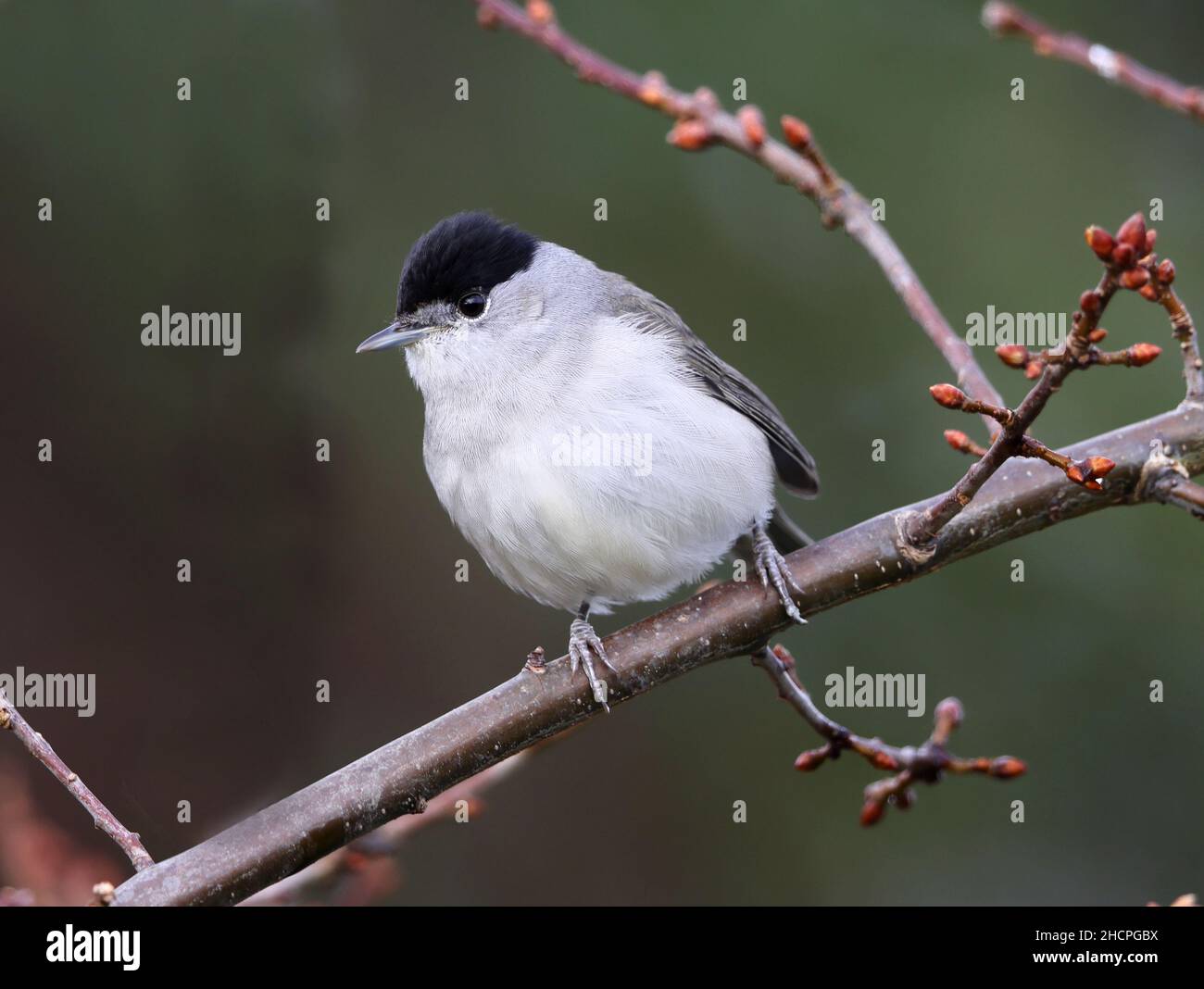Male Black cap in an Oak Tree during the winter in Gloucestershire UK ...