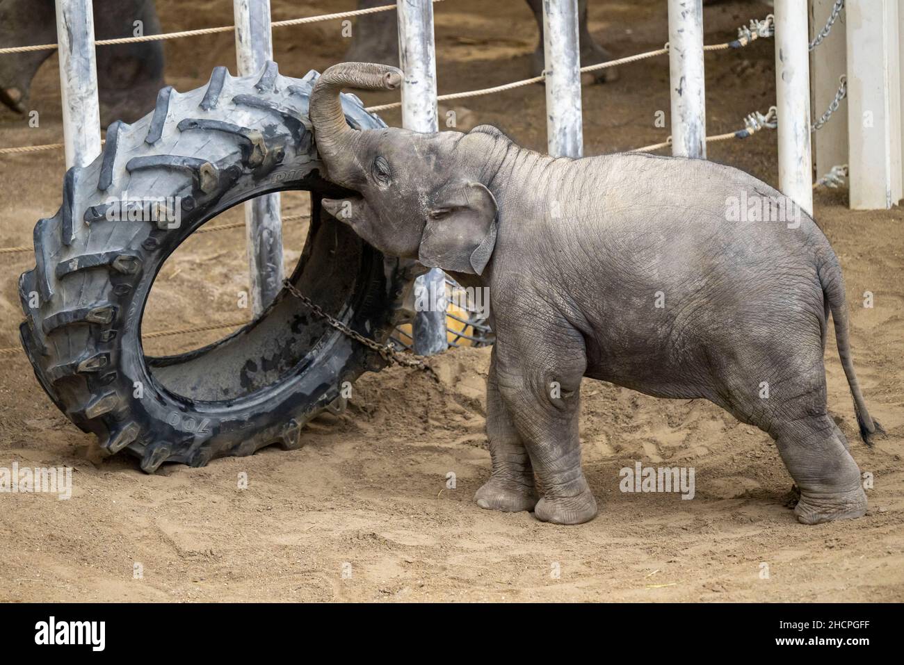Munich, Germany. 30th Dec, 2021. One-year-old bull elephant Otto plays ...