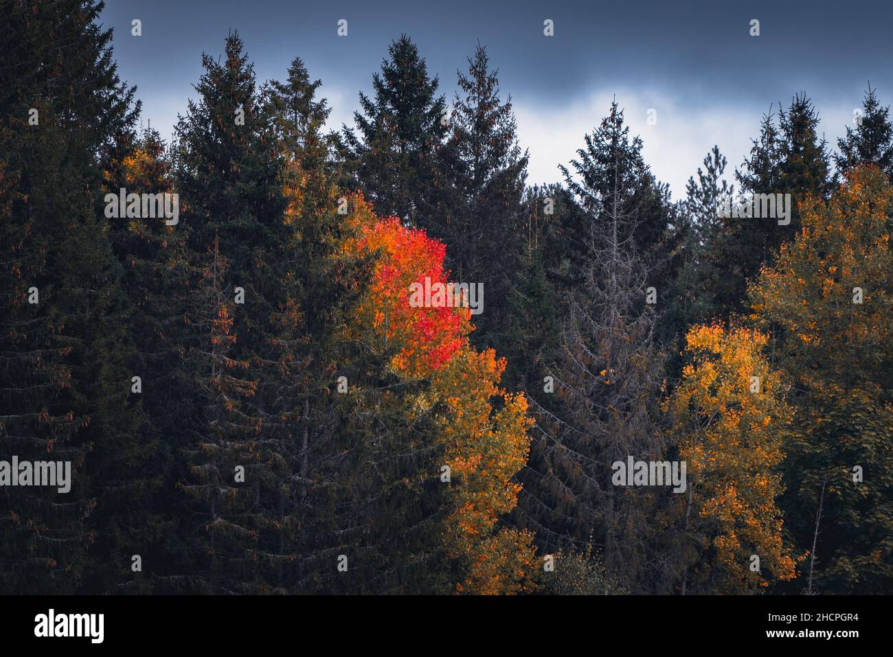 Conifer colors hi-res stock photography and images - Alamy