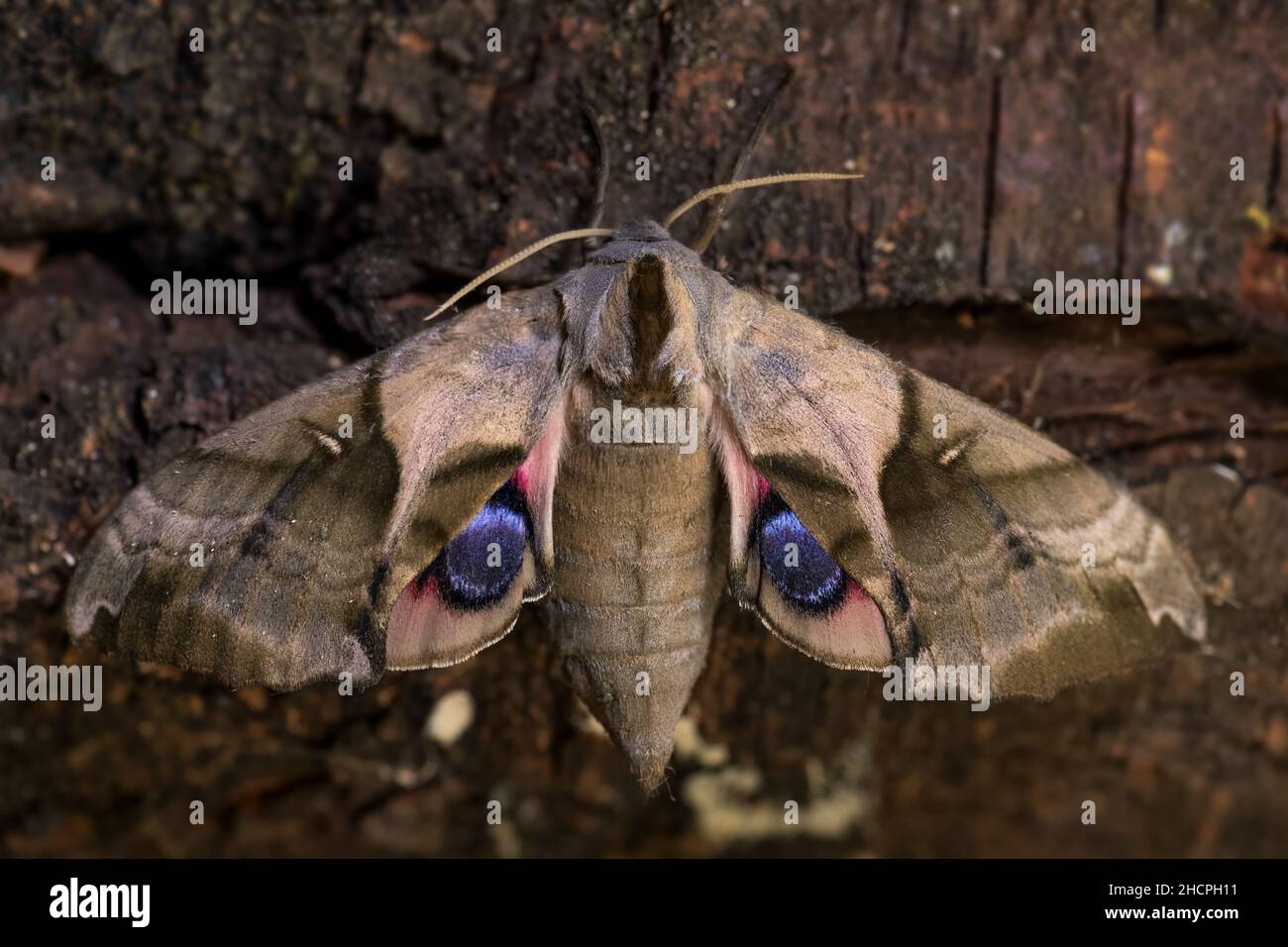 Oriental eyed hawkmoth - Smerinthus planus, beautiful colored moth from ...