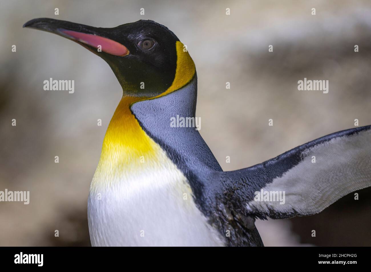 Munich, Germany. 30th Dec, 2021. A king penguin stretches in the ...
