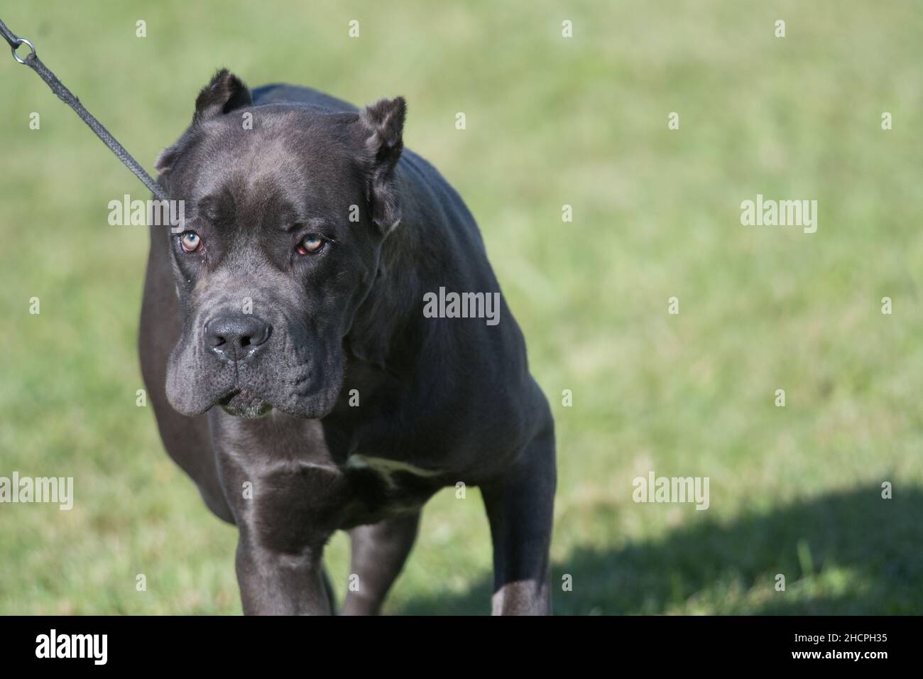 New cane corso dog hi-res stock photography and images - Alamy