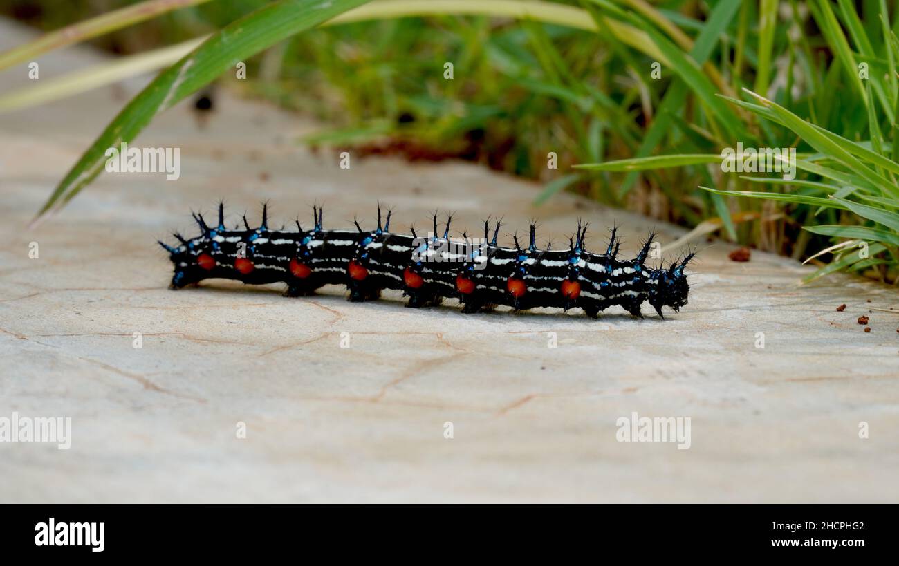 A blue caterpillar with red spots Stock Photo - Alamy
