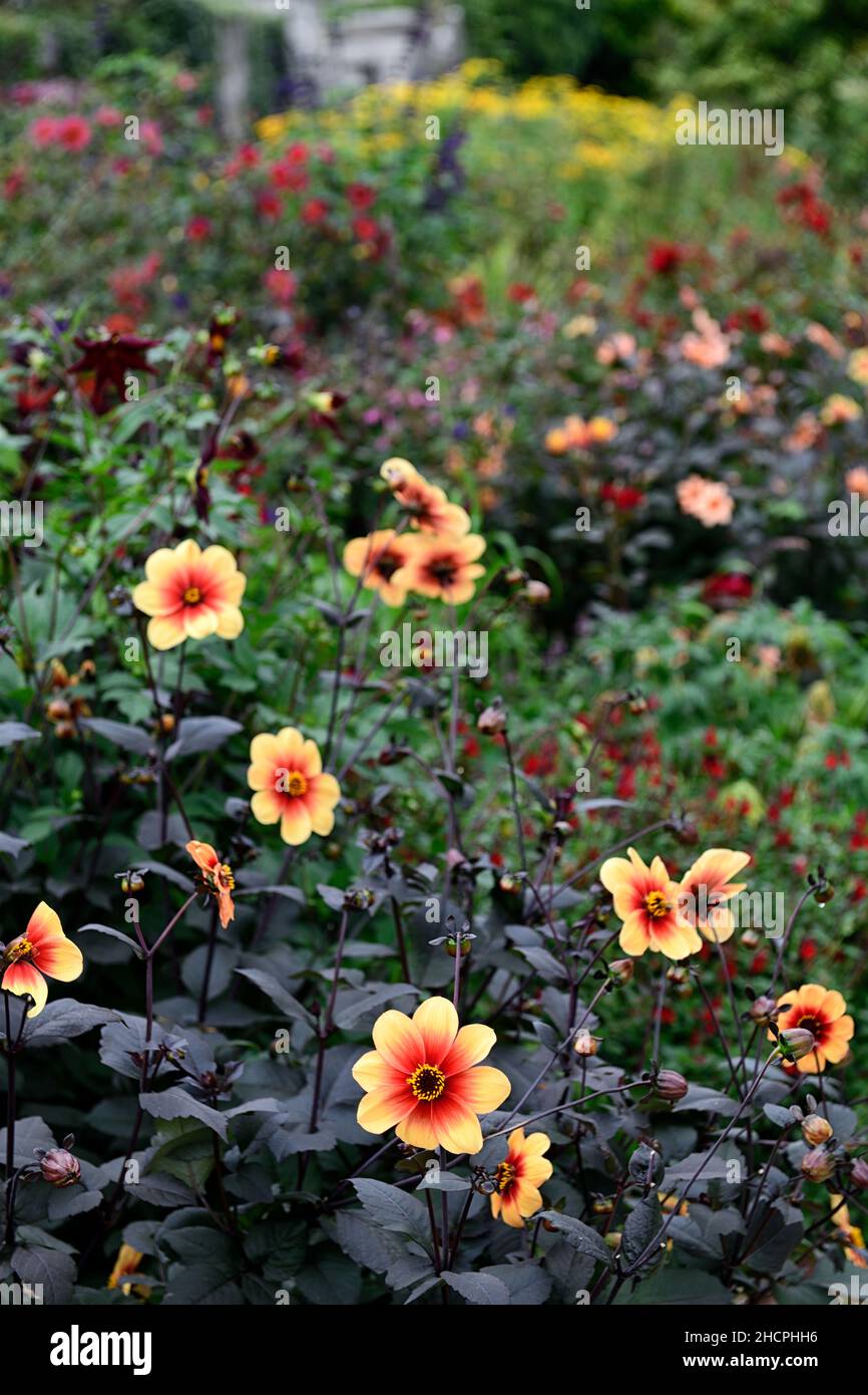 dahlia moonshine,dahlia Moonfire,yellow,orange,peach,flowers,flowering ...