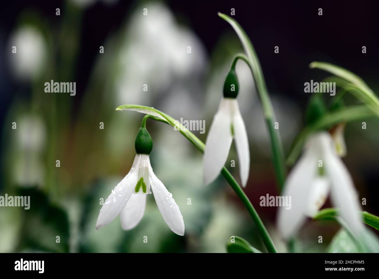 Galanthus elwesii hiemalis barnes group, snowdrop,white flowers,flower ...