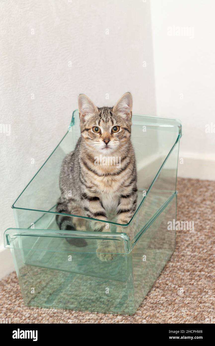 Clear plastic tray hi-res stock photography and images - Alamy