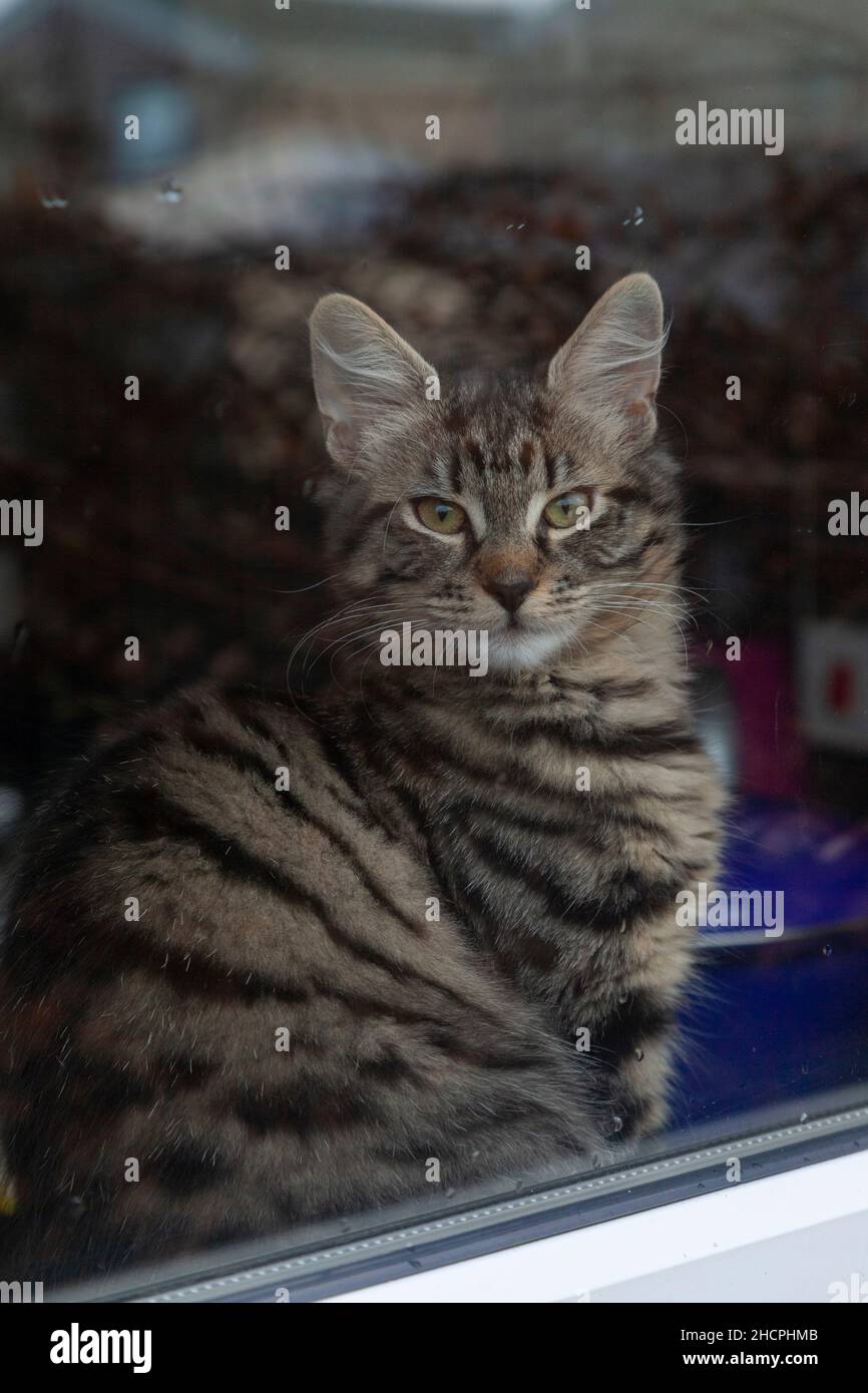 Portrait Of Cat Looking Through Window Stock Photo - Alamy