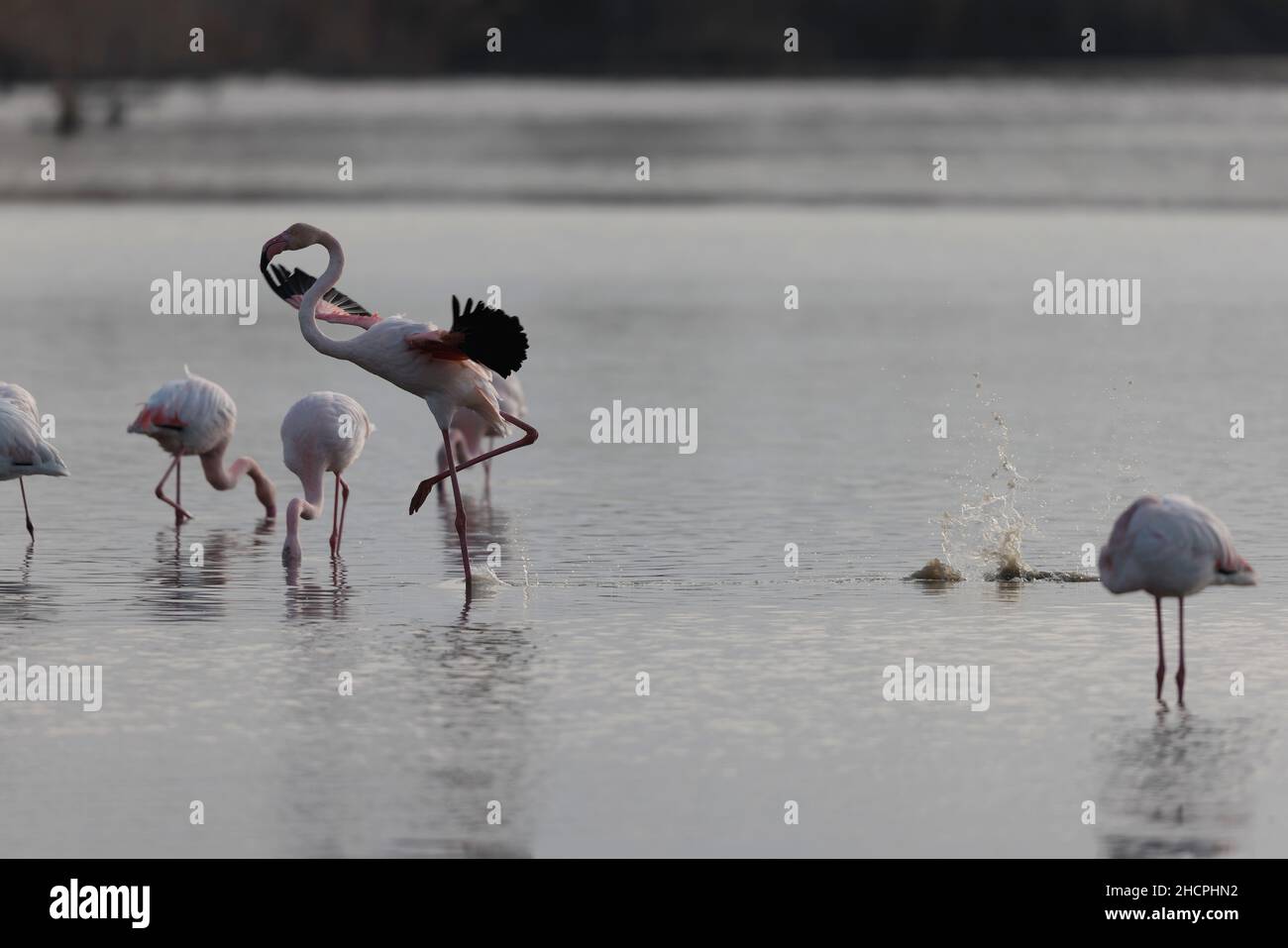 Greater Flamingo Phoenicopterus roseus from Camargue, southern France ...