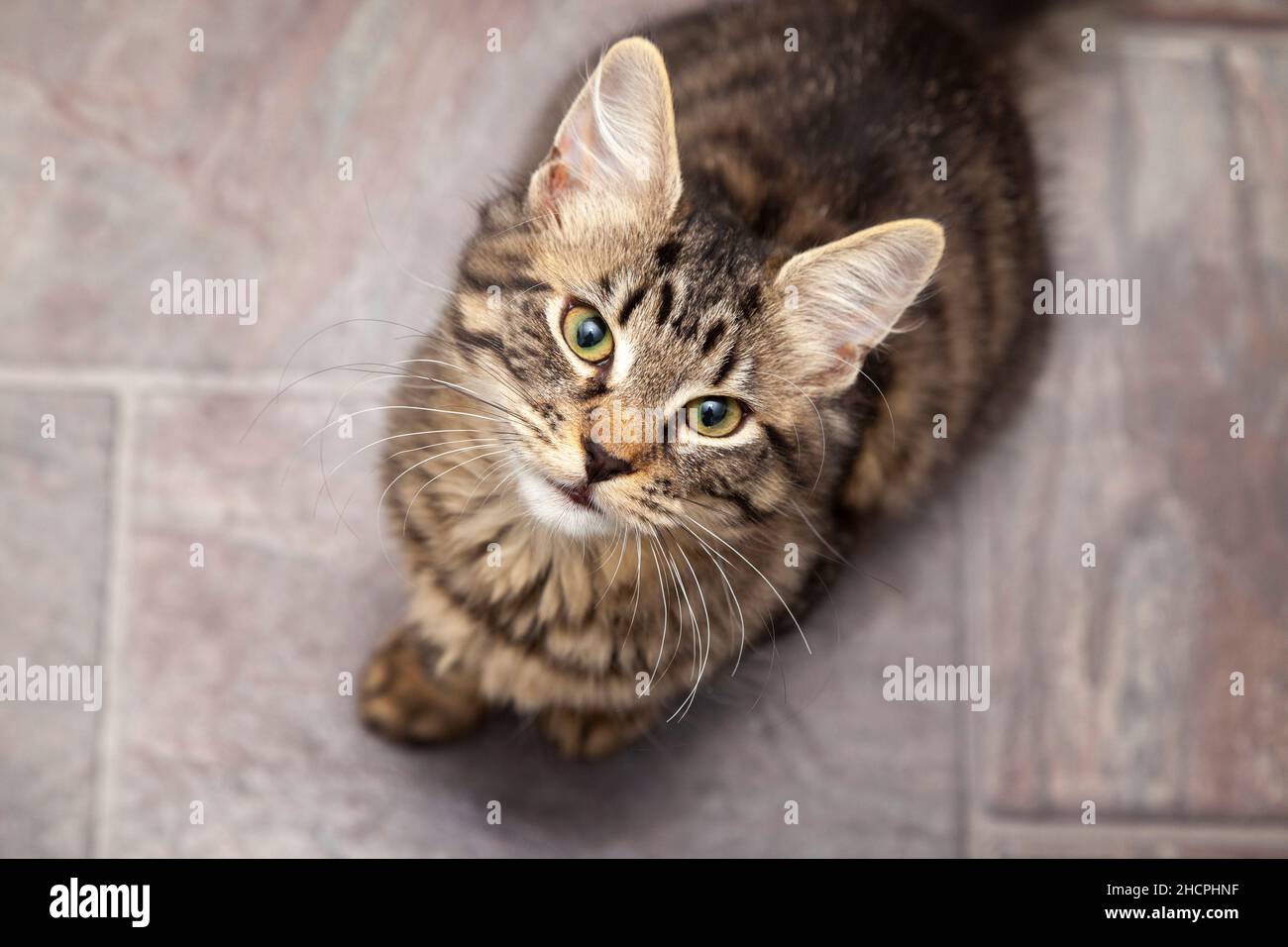 Kitten staring at the camera hi-res stock photography and images - Alamy