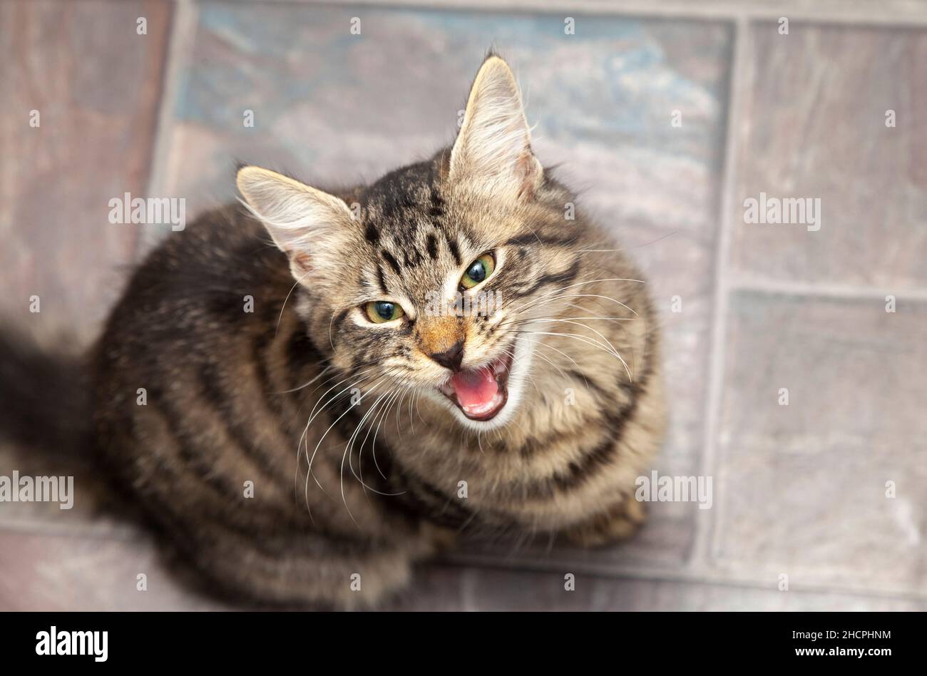 A hungry kitten meowing photographed from above Stock Photo - Alamy