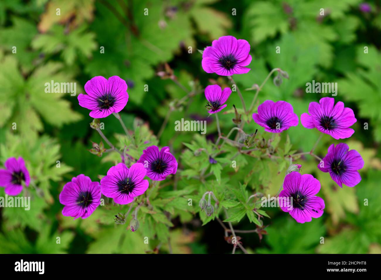 Geranium Anne Thomson, Geranium procurrens x Geranium psilostemon ...