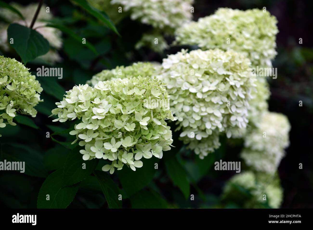 hydrangea paniculata limelight,hydrangeas,white,green,flower,flowers ...
