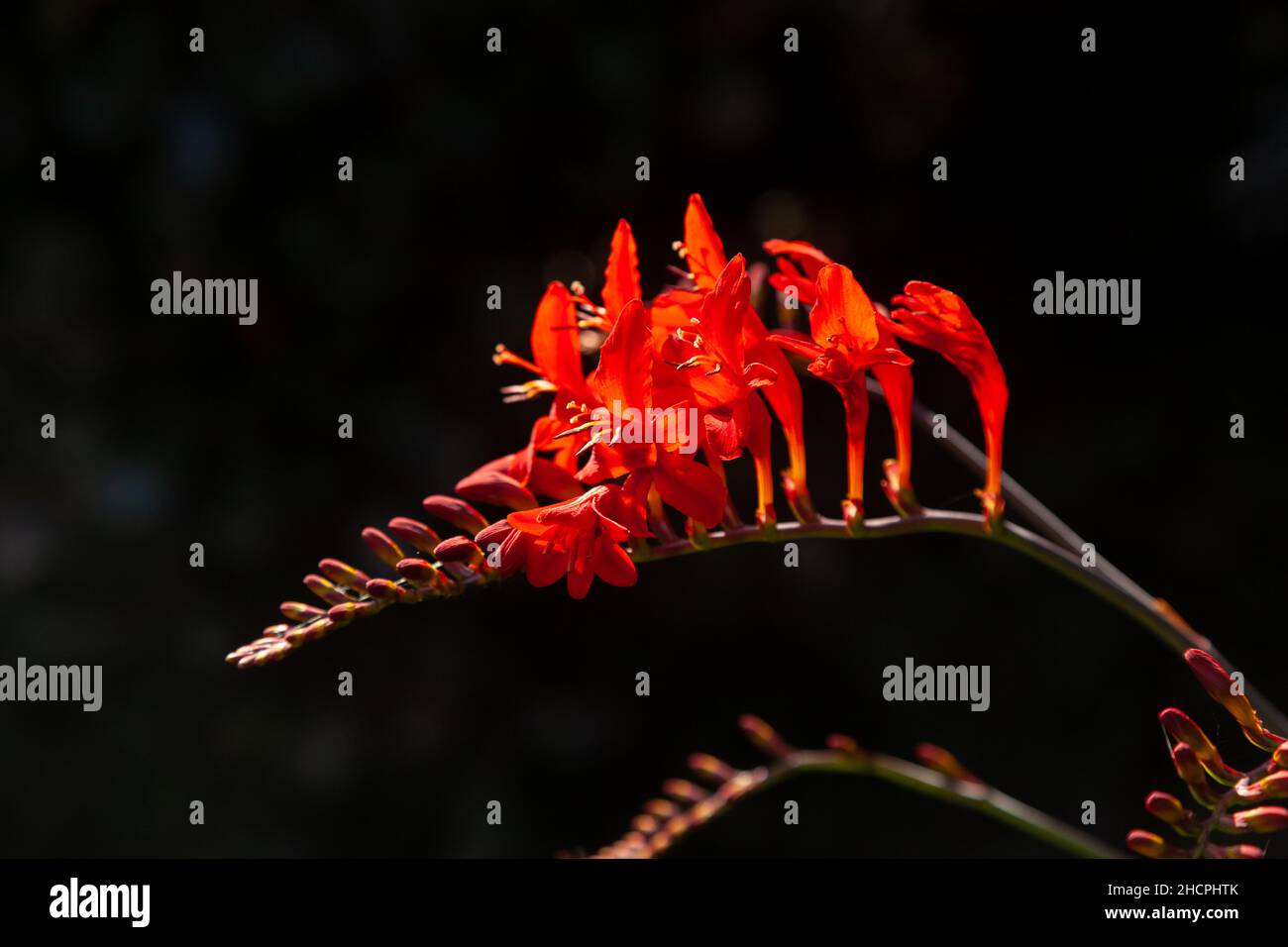Crocosmia lucifer flowering hi-res stock photography and images - Alamy